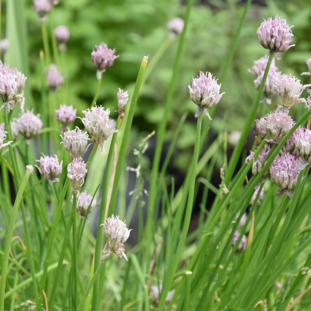 Orton Wistow Primary School - Item Not Available